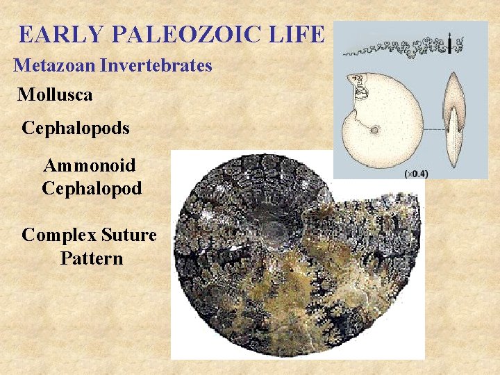 EARLY PALEOZOIC LIFE Metazoan Invertebrates Mollusca Cephalopods Chambered