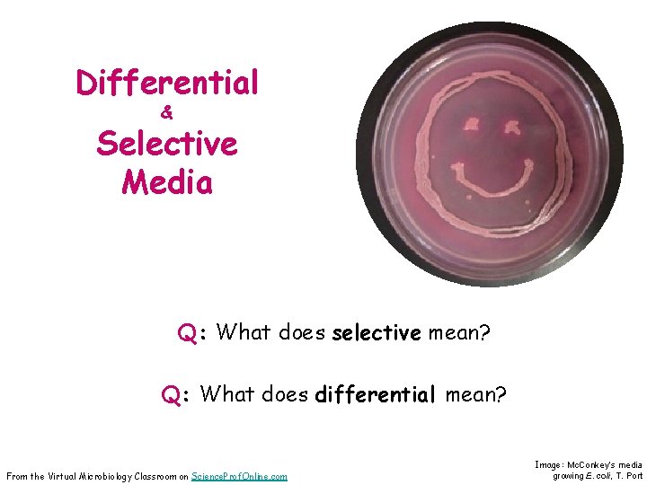 About Science Prof Online Power Point Resources Science