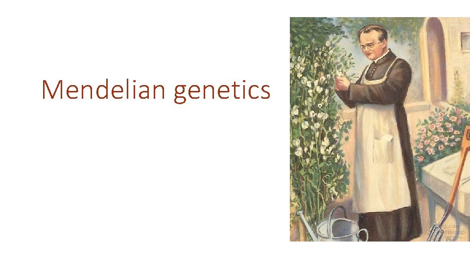 Mendelian genetics Phenotype an organisms traits Genotype an