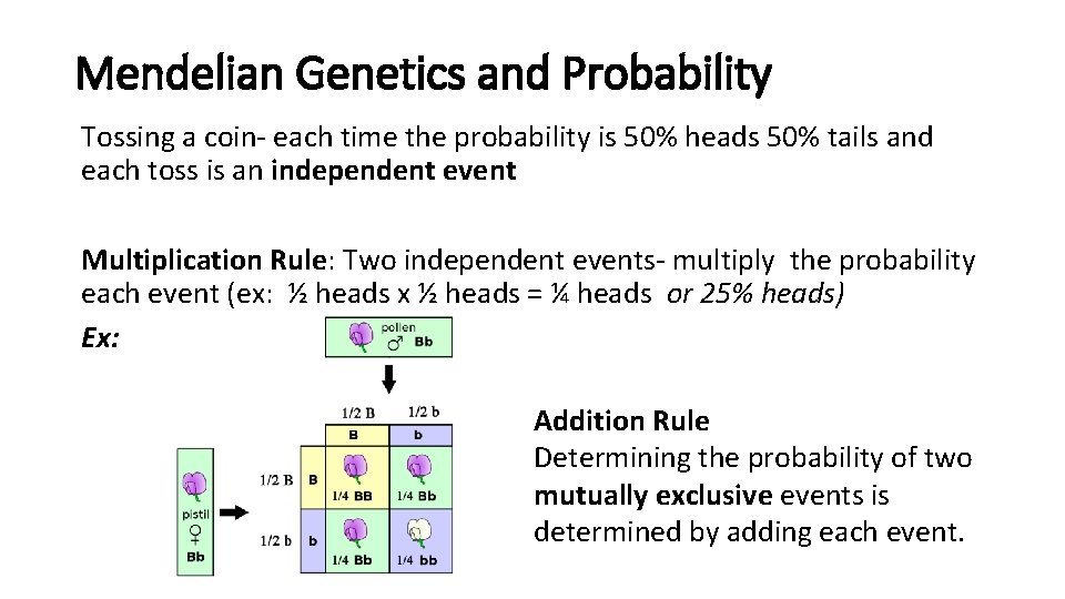 Mendelian genetics Phenotype an organisms traits Genotype an