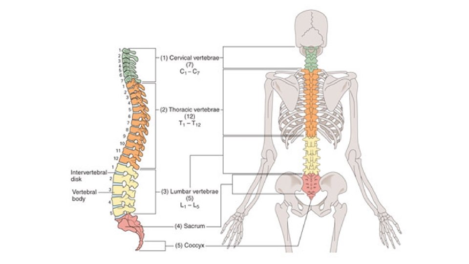 Skeletal System Health Science 1 Bone Formation Osteocyte