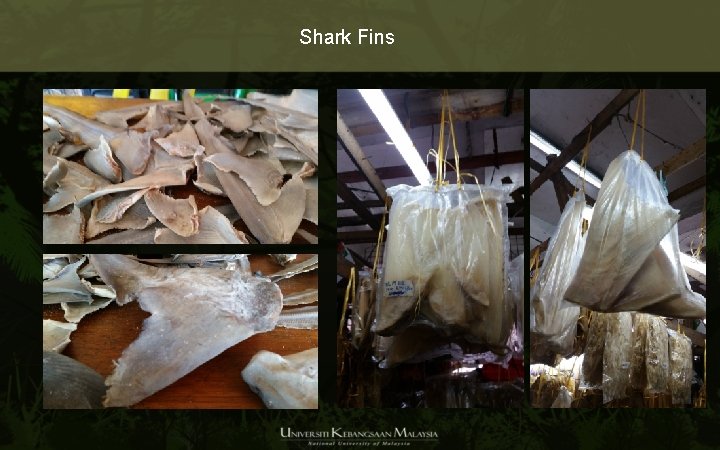 GENETIC IDENTIFICATION OF SHARK FINS FROM MALAYSIAN BORNEO