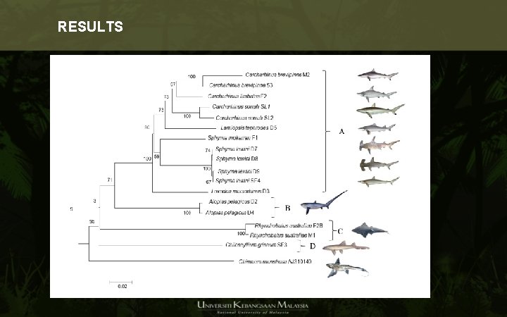 GENETIC IDENTIFICATION OF SHARK FINS FROM MALAYSIAN BORNEO