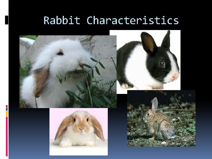Comparative Anatomy of a Dog and a Rabbit
