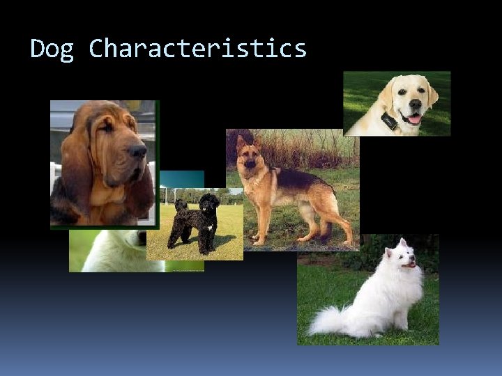 Comparative Anatomy of a Dog and a Rabbit