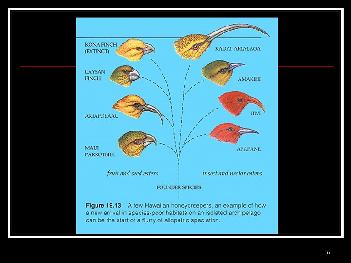 Chapter 15 Evolution 15 1 Darwins Theory of