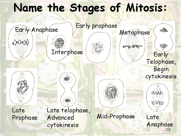 Mitosis B Mitosis and cytokinesis produce two genetically
