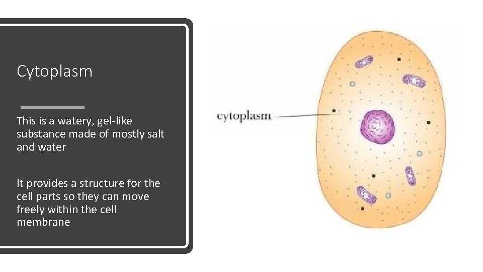 Unit 3 Cells and Photosynthesis Section 1 Vocabulary
