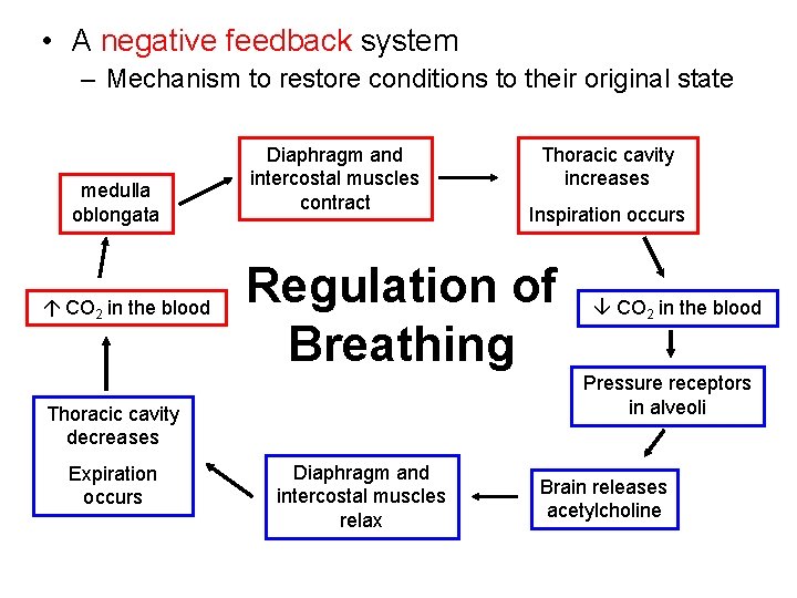 A negative feedback system Mechanism to restore conditions