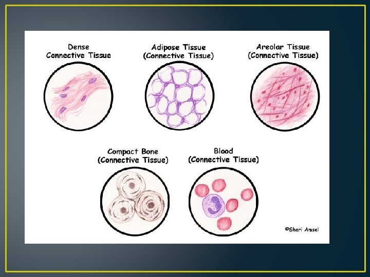 CELLS STRUCTURE FUNCTION DIVERSITY DNA CELL DIVISION MITOSIS