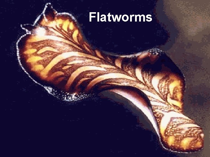 Unsegmented Worms Flatworms Flatworms Belong to the phylum
