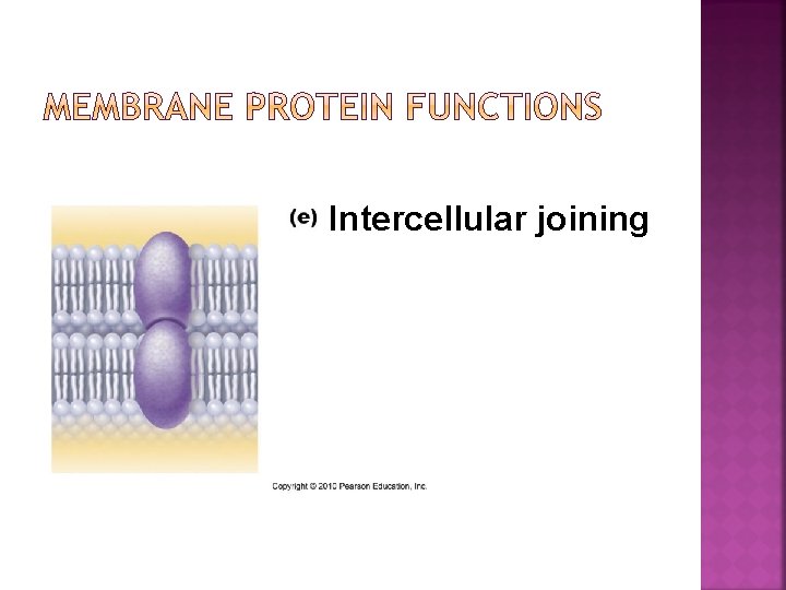 Part 1 Overview of Cells Cell Membrane Basic