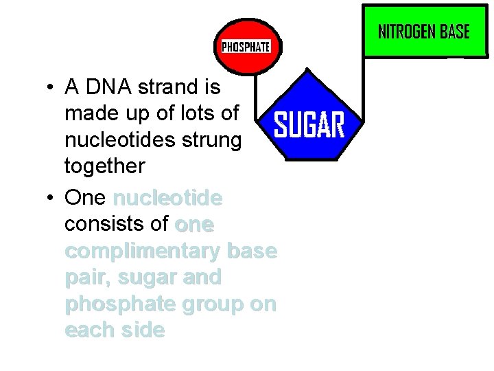 DNA RNA Structure Regular Biology Waggy Discovery of