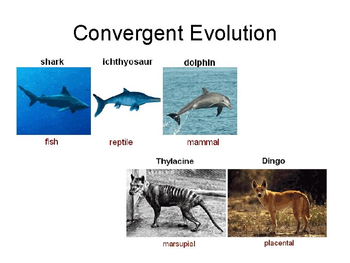 Theories on the Origin of Life Spontaneous generation