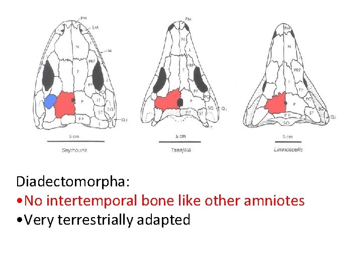 Stuart S Sumida Biology 342 Phylogeny of Basal