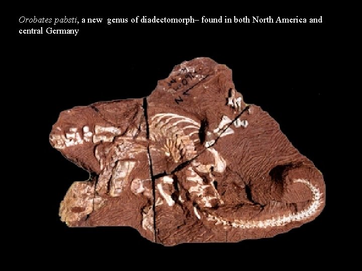 Stuart S Sumida Biology 342 Phylogeny of Basal