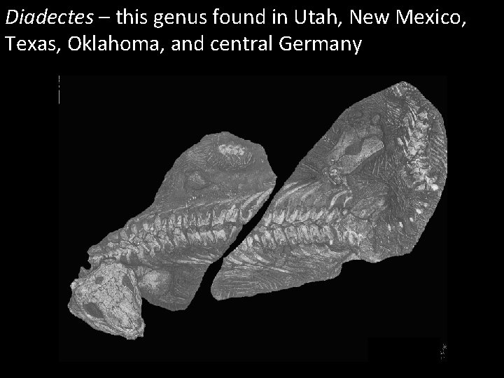 Stuart S Sumida Biology 342 Phylogeny of Basal