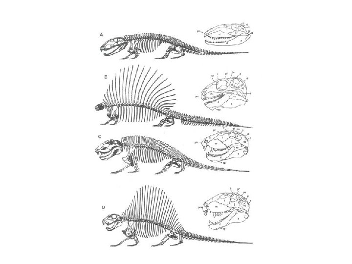 Stuart S Sumida Biology 342 Phylogeny of Basal