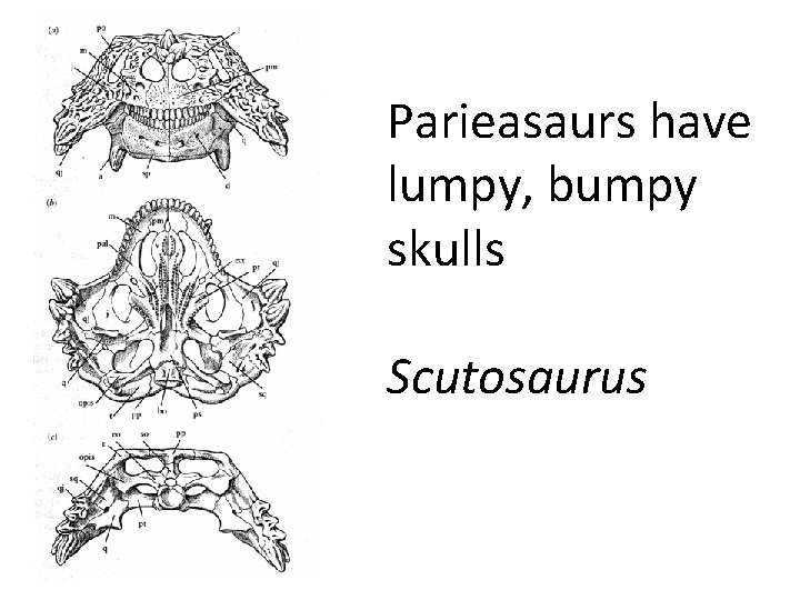 Stuart S Sumida Biology 342 Phylogeny of Basal