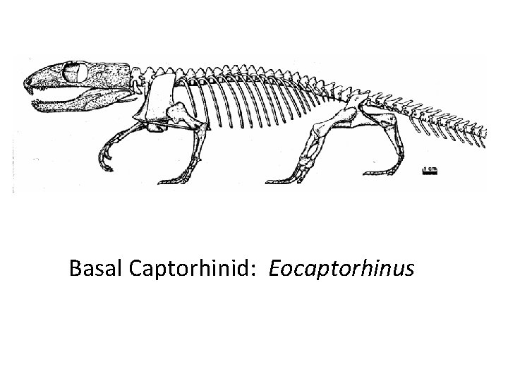 Stuart S Sumida Biology 342 Phylogeny of Basal