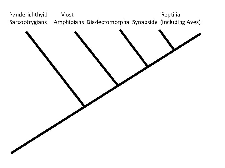Stuart S Sumida Biology 342 Phylogeny of Basal