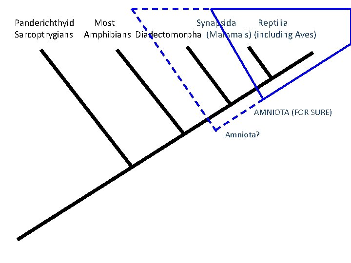Stuart S Sumida Biology 342 Phylogeny of Basal