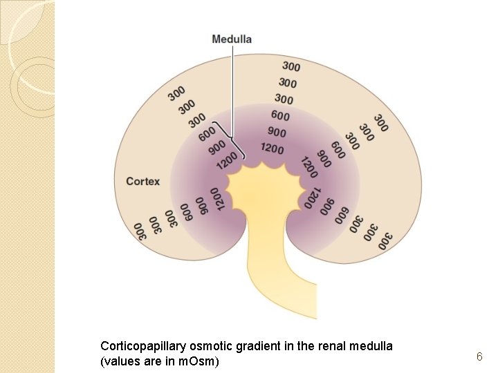 Concentration and dilution of urine 1 Body fluid
