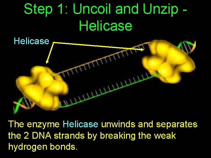 Steps of DNA Replication Learning Objectives Describe the