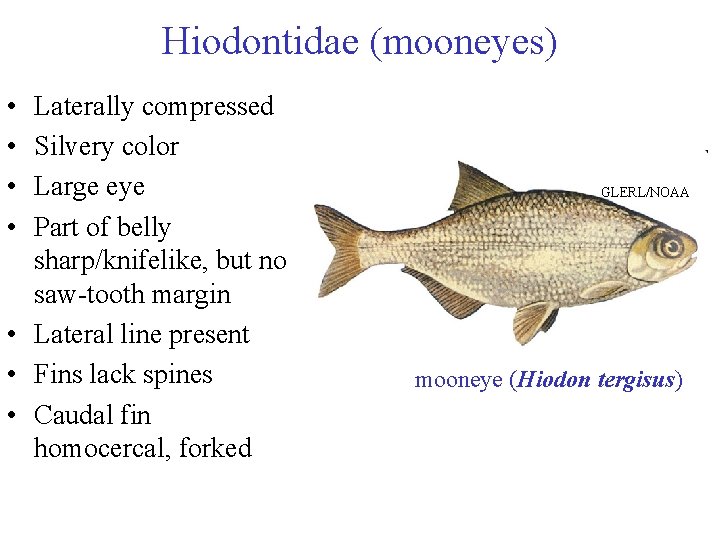 Anguillidae eels Eellike body long slender Terminal mouth