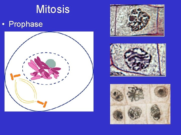 M Phase Cell Division Divided into two parts