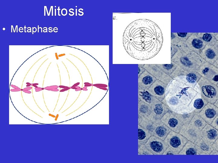 M Phase Cell Division Divided into two parts