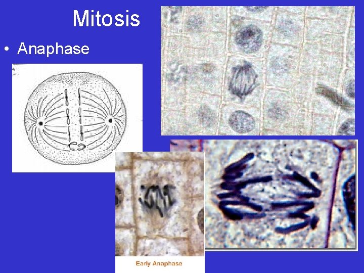 M Phase Cell Division Divided into two parts