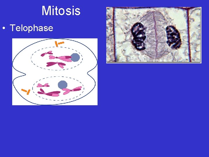 M Phase Cell Division Divided into two parts