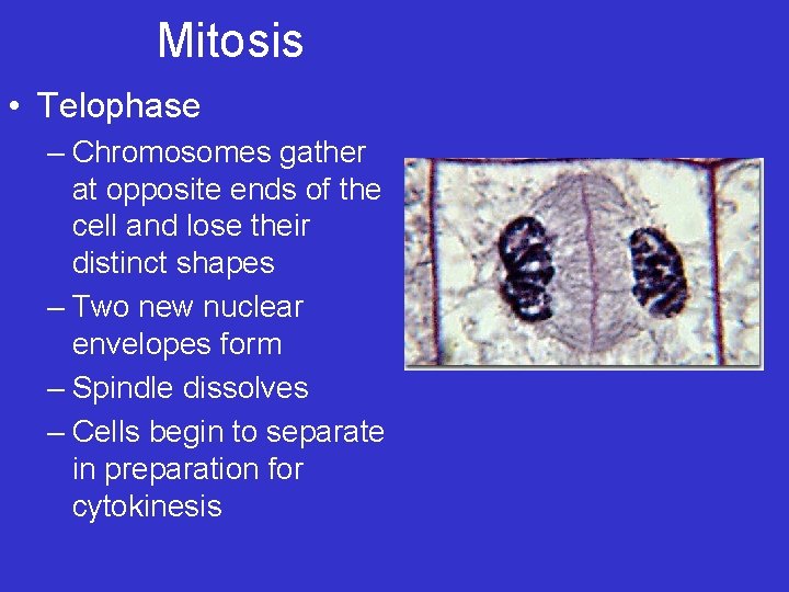 M Phase Cell Division Divided into two parts