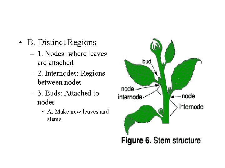 Roots Stems and Leaves Continue of Plant kingdom