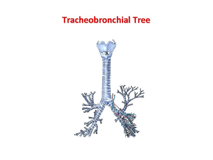 Masqueraders of Asthma Differential Diagnosis of Asthma in