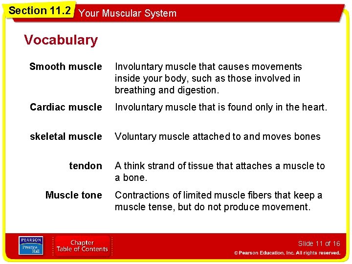 Section 11 2 Your Muscular System The Muscles