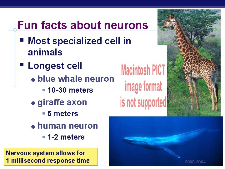 Nervous System AP Biology 2003 2004 Why do