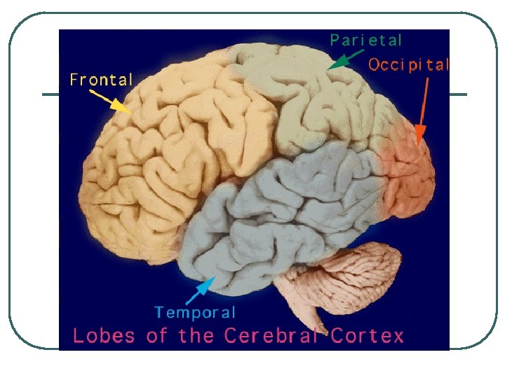 Cerebral Palsy Brain Paralysis l l l l