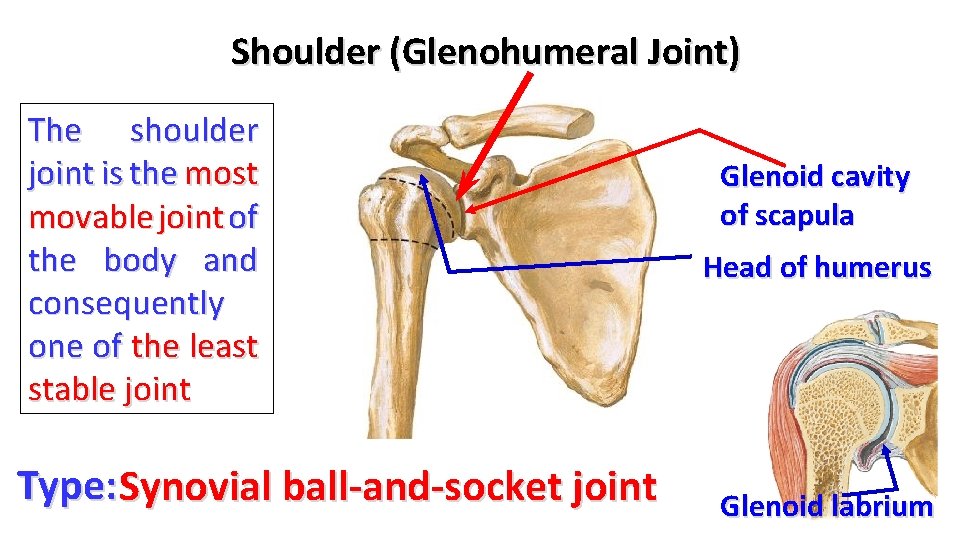 Shoulder Joint Shoulder Glenohumeral Joint The shoulder joint