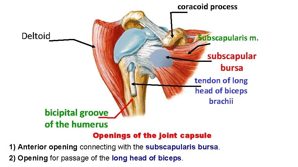 Shoulder Joint Shoulder Glenohumeral Joint The shoulder joint