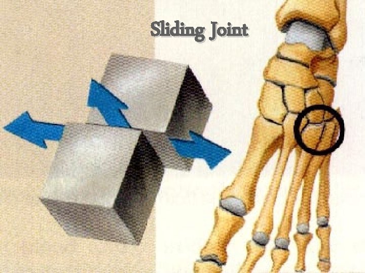 Bones cartilage and the special structures that connect