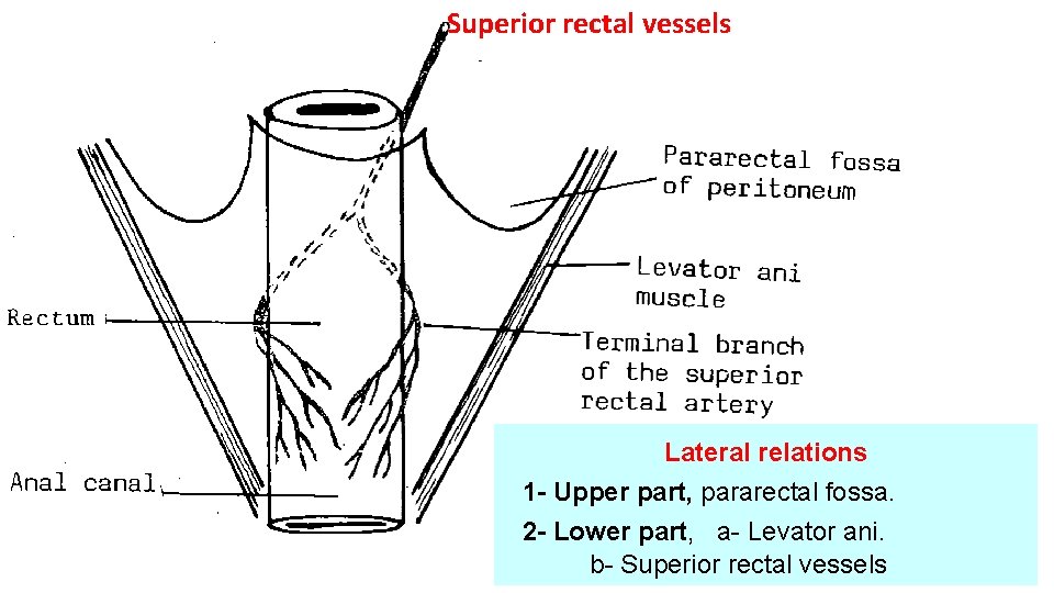 Rectum Sagittal section in female pelvis Sagittal section
