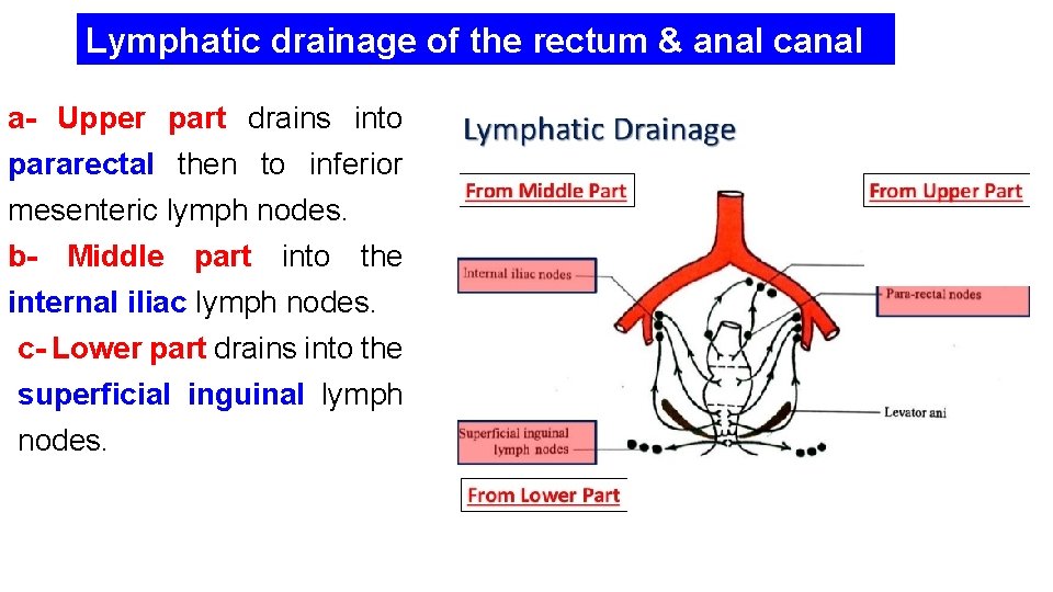 Rectum Sagittal section in female pelvis Sagittal section