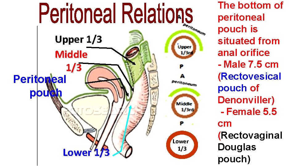 Rectum Sagittal section in female pelvis Sagittal section