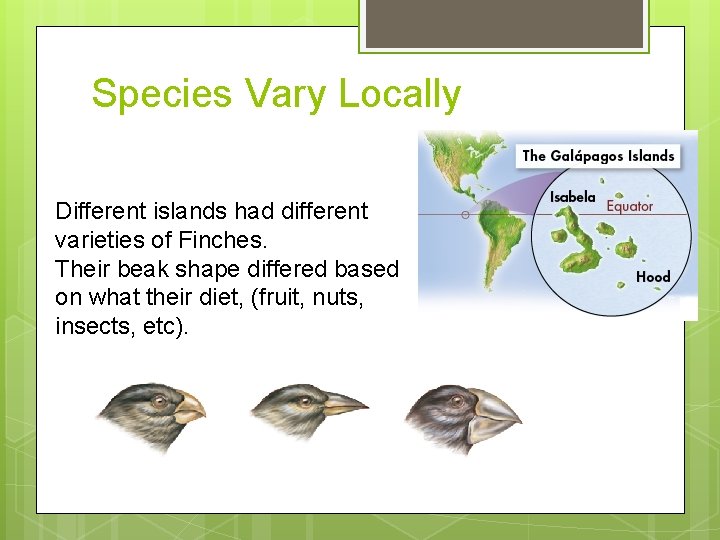 Natural Selection Species Vary Globally Similar animals different