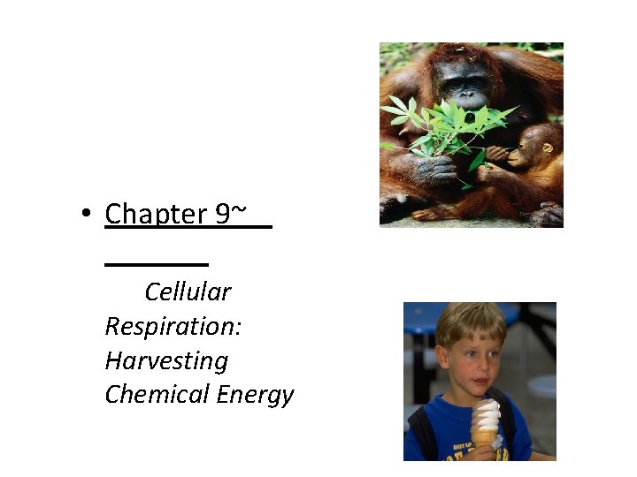 Chapter 9 Cellular Respiration Harvesting Chemical Energy Whats