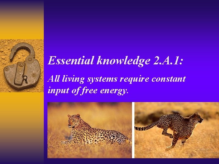 Essential knowledge 2 A 1 All living systems
