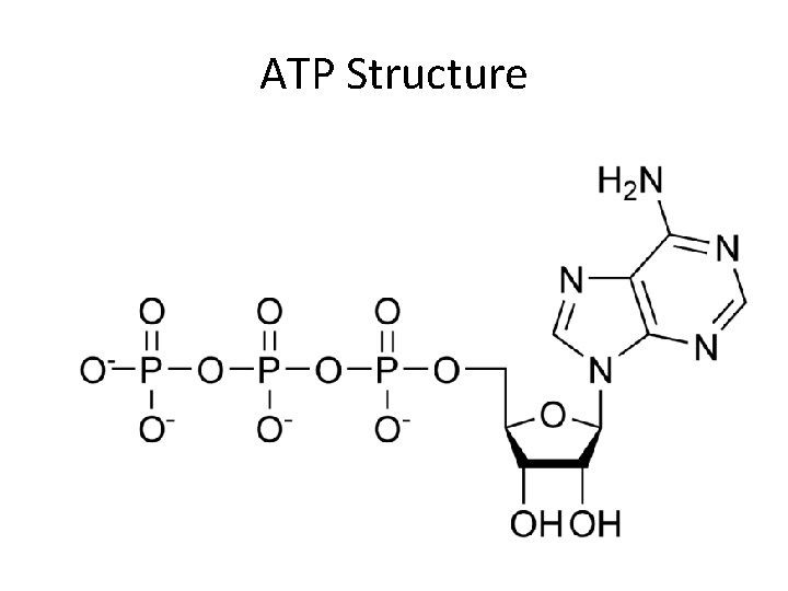 Cellular Respiration Unit 4 Part 1 Energy in