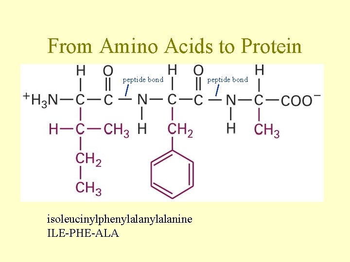 The Chemistry of Molecular Biology Mary OBrien September
